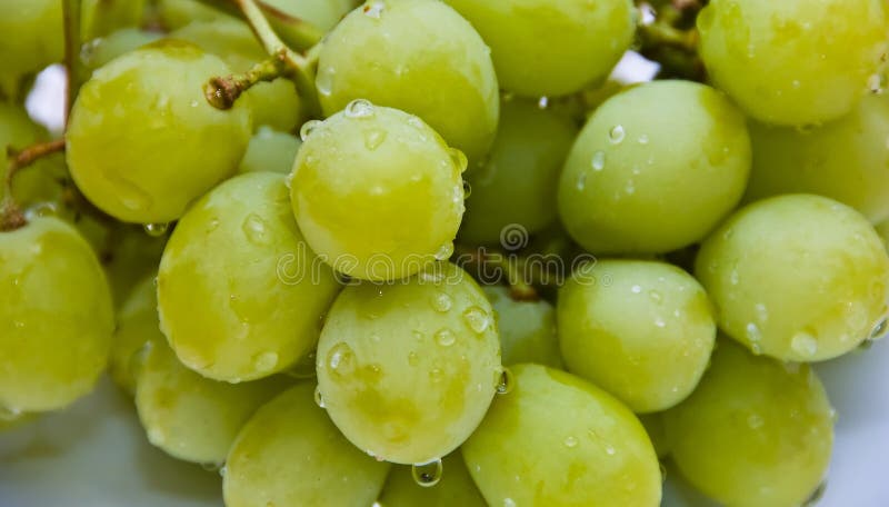 Freshly Washed White Grapes Stock Image - Image of vine, fruit: 2665347