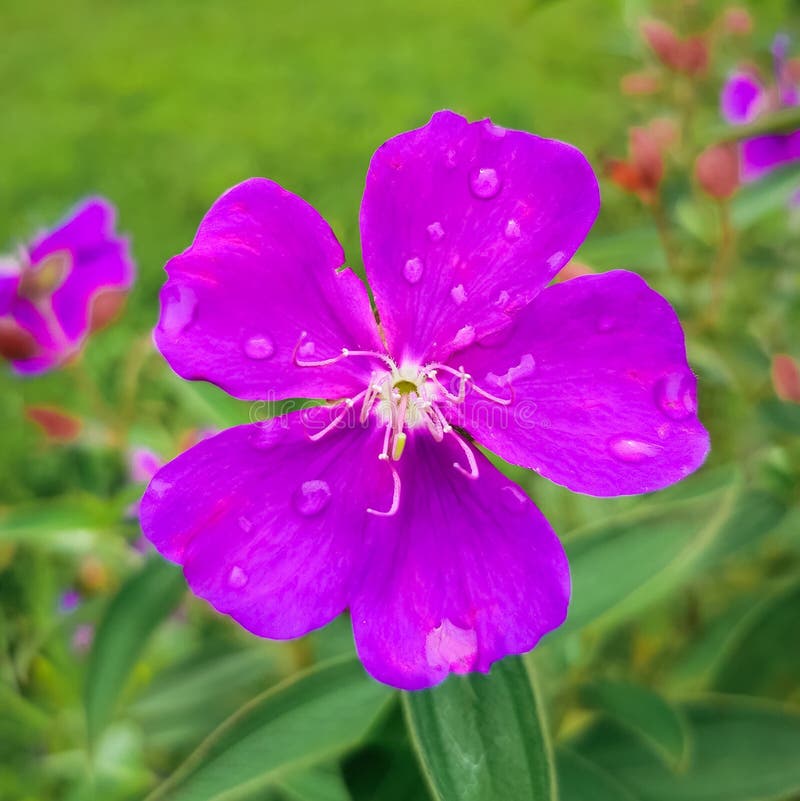 Freshly watered Glory Bush stock photo. Image of flowers - 248523312