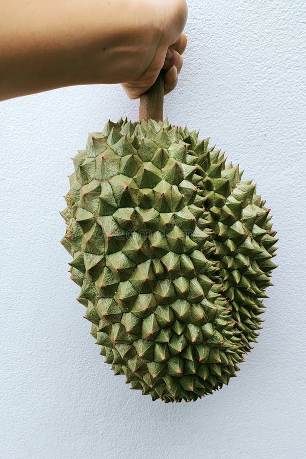 The freshness of durian stock photo. Image of cactus - 216911300