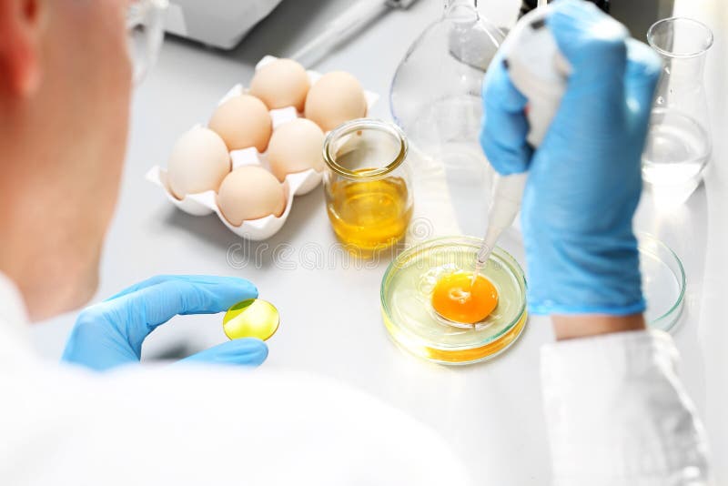Freshness of Eggs. Laboratory Examination. Stock Image - Image of ...