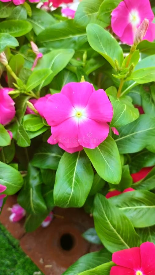 The Freshness of the Pink Flowers Stock Image - Image of petal, leaf ...