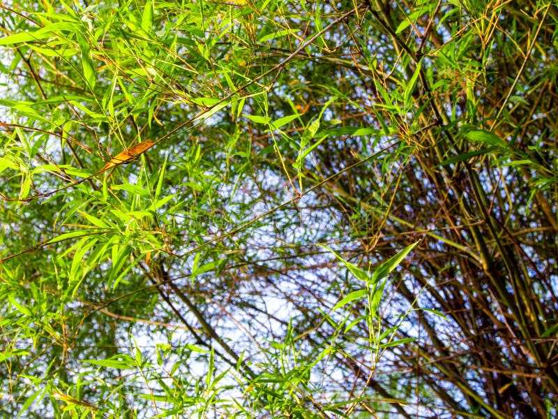Freshness Green Color Leaf of Bamboo Stock Image - Image of bamboo ...