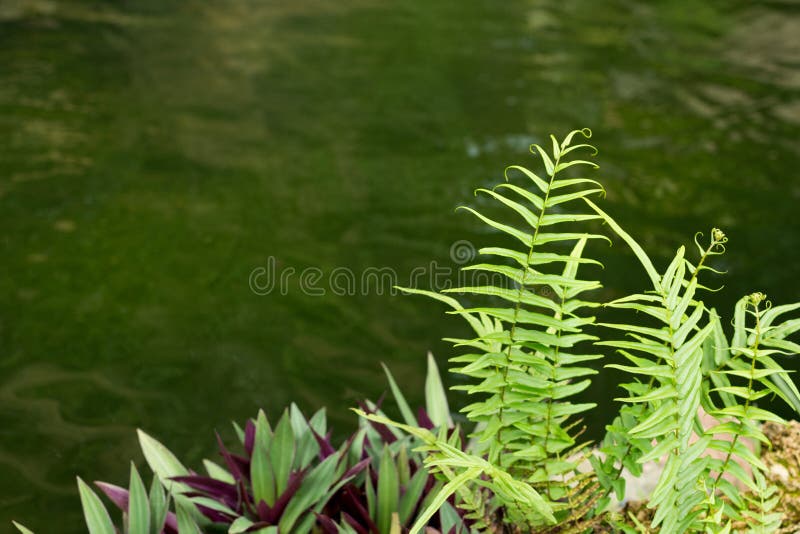 Freshness Green stock image. Image of nature, life, forest - 93614823