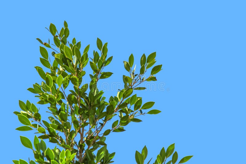 Freshness Green Leaves Branch Tree. Stock Photo - Image of fresh ...