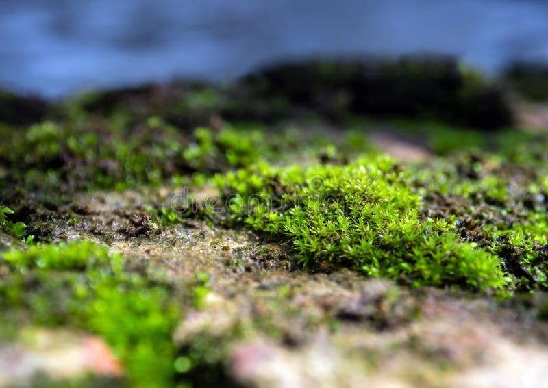 Freshness Green Moss that Grows on Moist Ground beside the Water Source ...