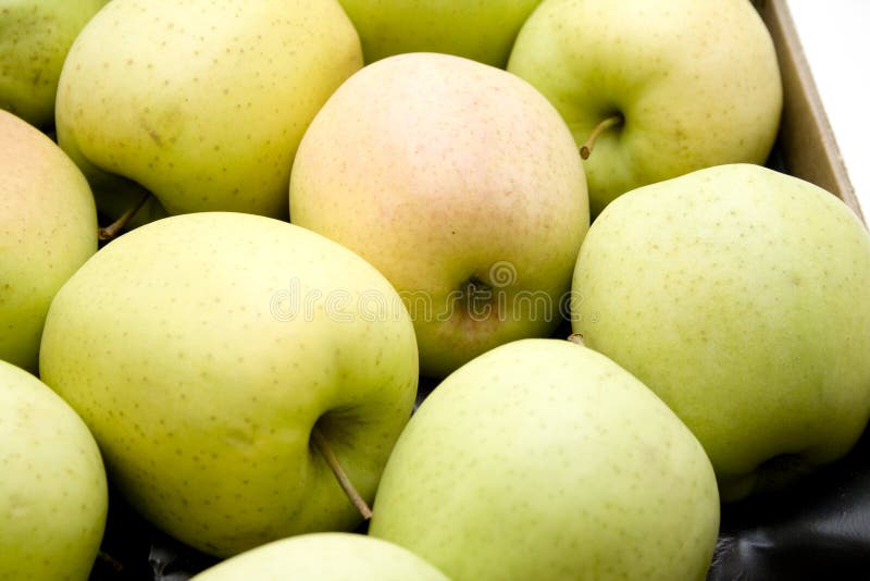 Freshness greens apples stock photo. Image of harvested - 23086708