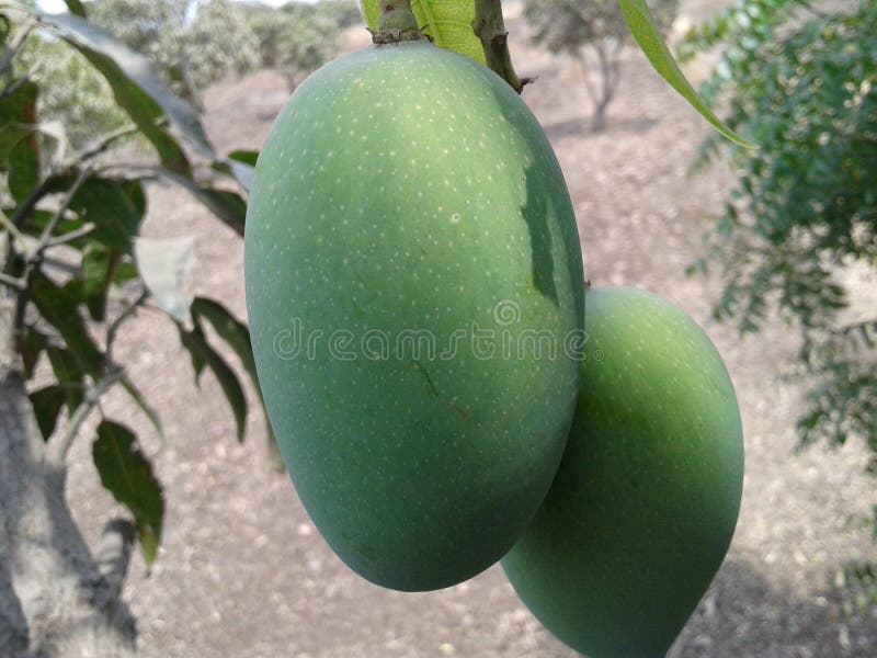 Freshness Mango Green Color Stock Image - Image of five, freshness ...