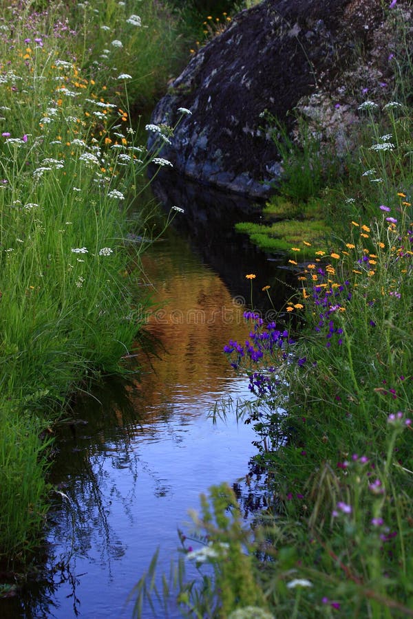 Freshness of nature stock image. Image of branches, moistness - 15263639
