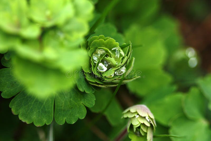 Freshness of nature stock image. Image of beautiful, purity - 21013435