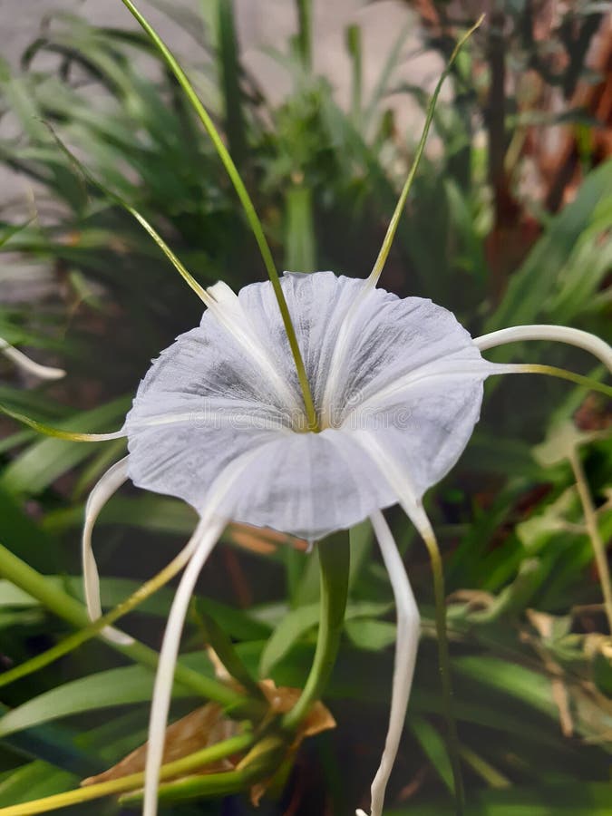 The Freshness of Nature in the Morning Makes the Flower Bloom Very ...