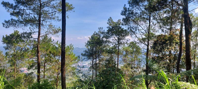 The Freshness of a Pine Tree Forest in the Bright Day Stock Image ...