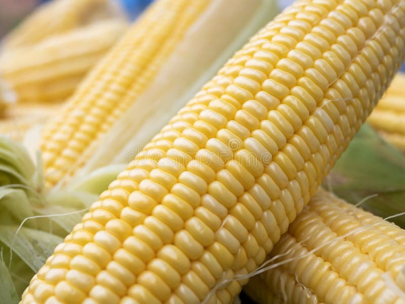 Freshness Raw Maize with Peeled on the Table Stock Image - Image of ...