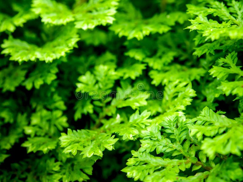 Freshness Selaginella Involvens Fern on River Rock Stock Image - Image ...