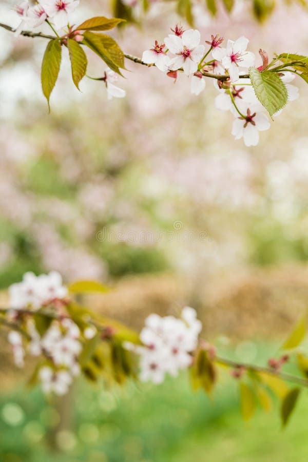 Freshness of Spring, Cherry Blossom Branches with White Delicate ...