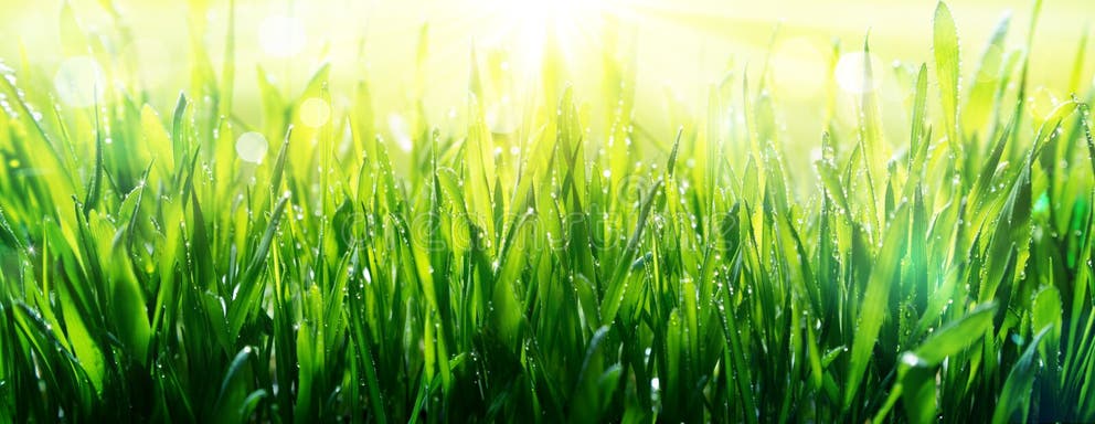 Freshness of spring stock photo. Image of sunbeam, garden - 52146076