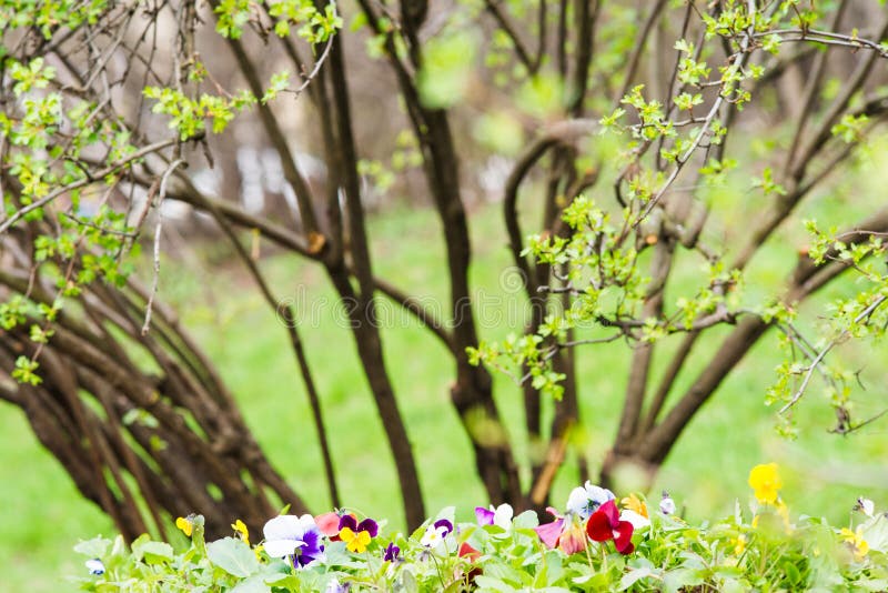 Freshness stock photo. Image of botany, abstract, download - 30901572