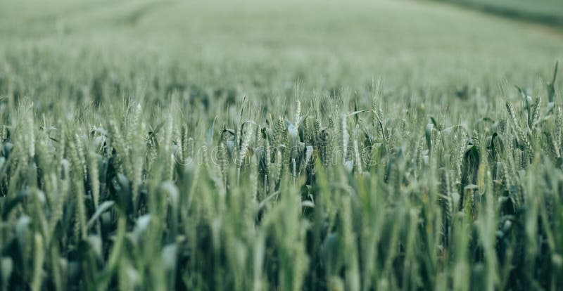 Freshness spring wheat stock photo. Image of ripe, healthy - 132680498