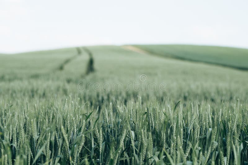 Freshness spring wheat stock image. Image of cereal - 132680903