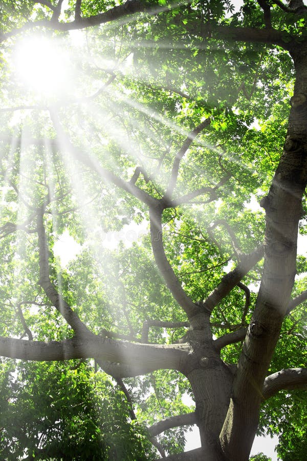 Freshness stock image. Image of freshness, pure, tree - 76717819