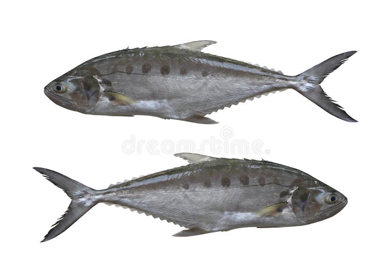 Freshness Talang Queenfish Isolated White Stock Photos - Free & Royalty ...