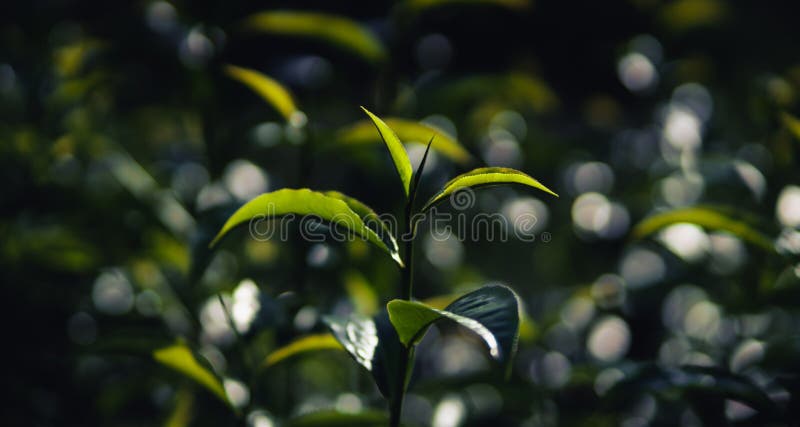 Freshness Tea Leave,close Up of Tea Leaves with Morning Stock Image ...