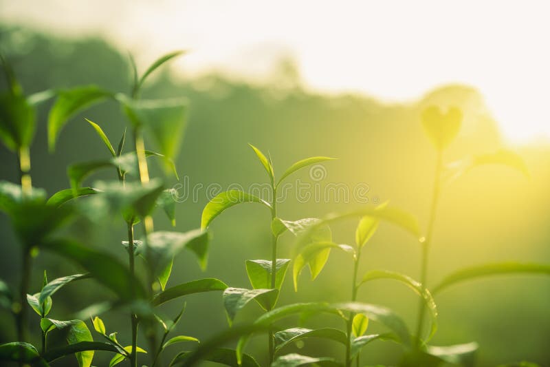 Freshness Tea Leave,close Up of Tea Leaves with Morning Stock Photo ...