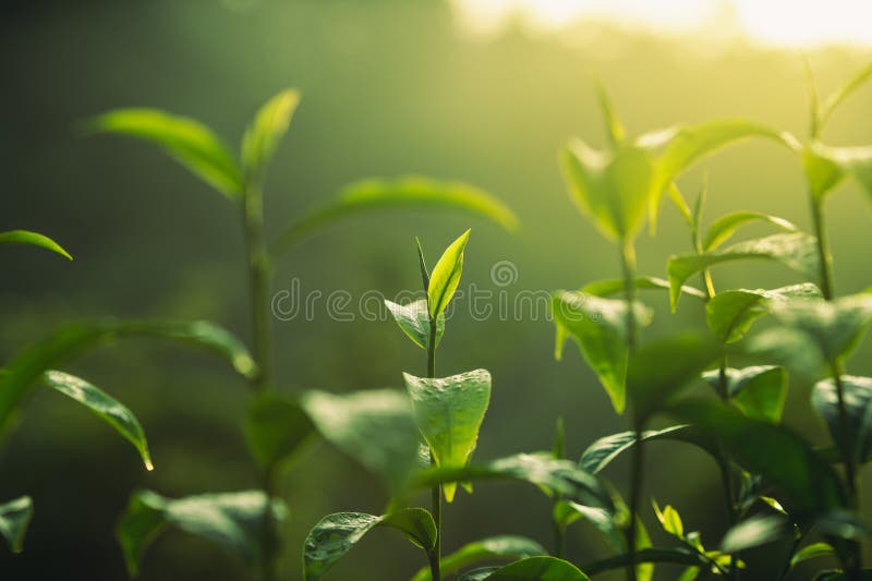 Freshness Tea Leave,close Up of Tea Leaves with Morning Stock Image ...
