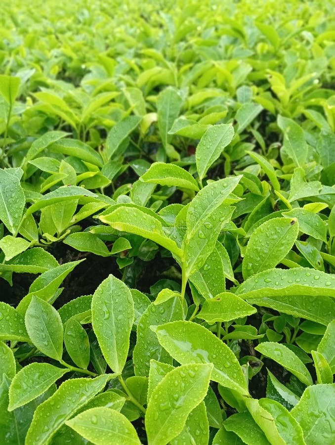 Freshness of Tea Leaves on the Tea Mountain Plantation Stock Photo ...