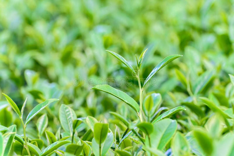 Freshness Tea Top in Plantation Stock Image - Image of freshness, flora ...