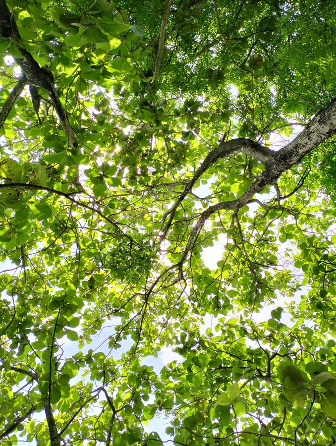 The Freshness of Trees during the Day with Green Plants Stock Image ...
