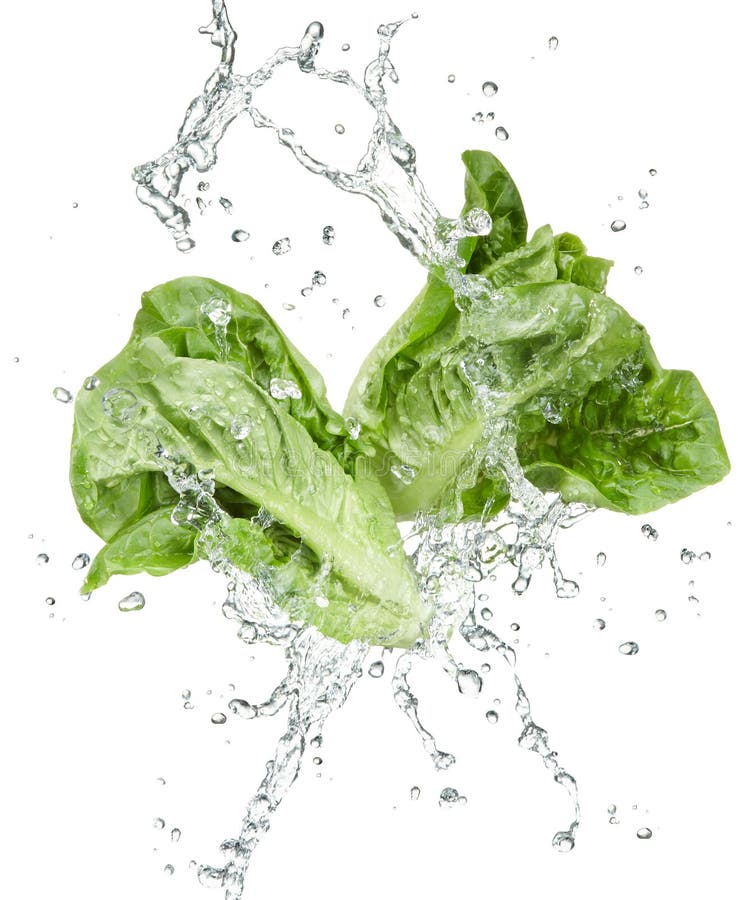 Freshness of vegetables stock photo. Image of water, splash - 11326638