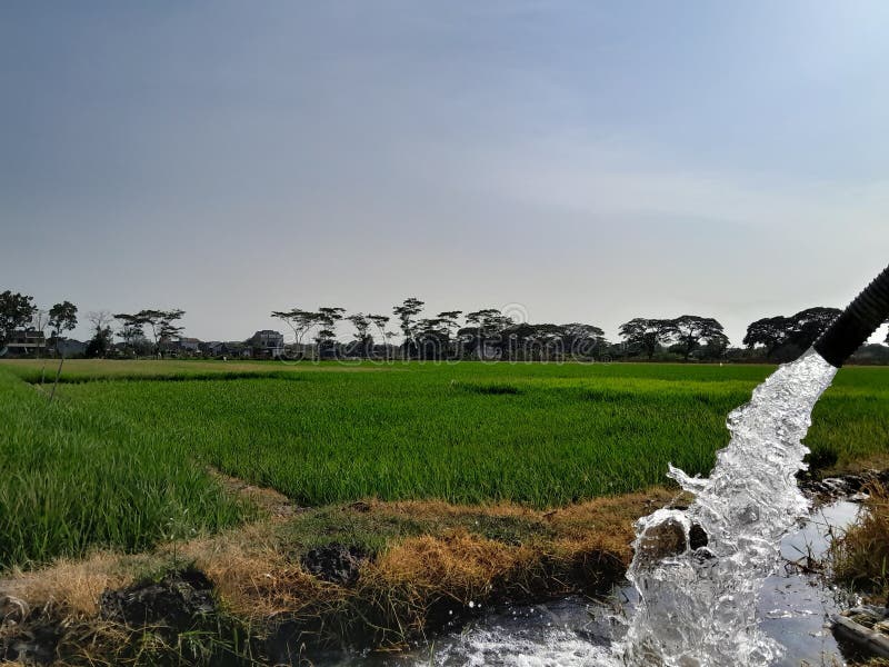 The Freshness of the Water Irrigating the Rice Fields Stock Image ...