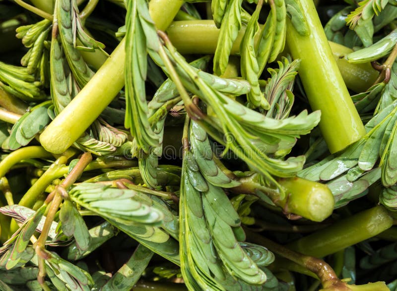 Water Minosa Prepare for Cooking Stock Photo - Image of white, food ...