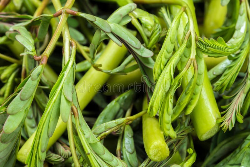 Water Minosa Prepare for Cooking Stock Image - Image of leaf, natural ...