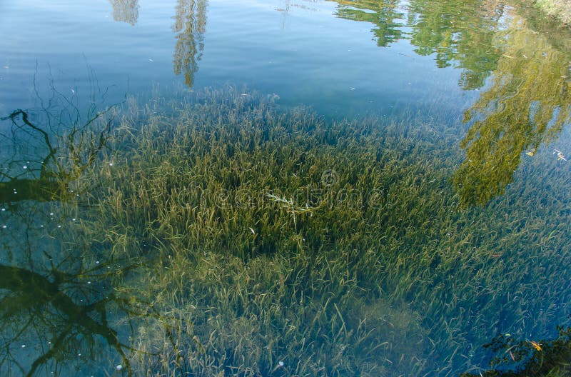 Freshwater algae stock image. Image of seaweed, flowing - 61945457