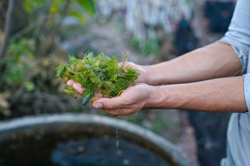 Freshwater Algae in Hand on Nature Background Stock Photo - Image of ...