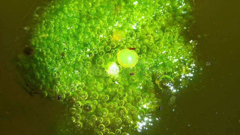 Freshwater Algae Spirogyra Release Oxygen into the Air, Oxygen ...