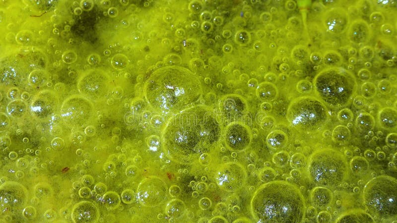 Freshwater Algae Spirogyra Release Oxygen into the Air, Oxygen ...