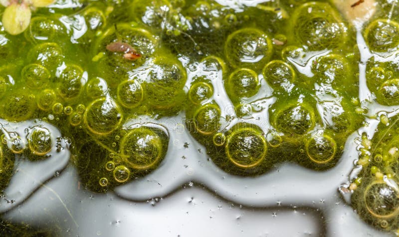 Freshwater Algae Spirogyra Release Oxygen into the Air, Oxygen ...