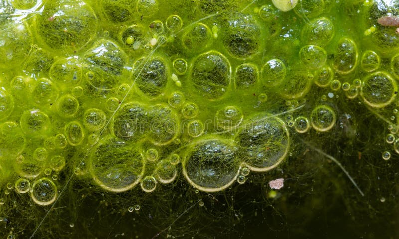 Freshwater Algae Spirogyra Release Oxygen into the Air, Oxygen ...
