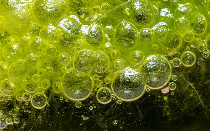 Freshwater Algae Spirogyra Release Oxygen into the Air, Oxygen ...