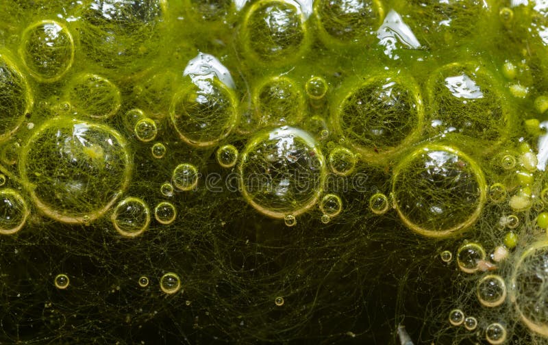 Freshwater Algae Spirogyra Release Oxygen into the Air, Oxygen ...