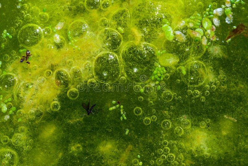 Freshwater Algae Spirogyra Release Oxygen into the Air, Oxygen ...