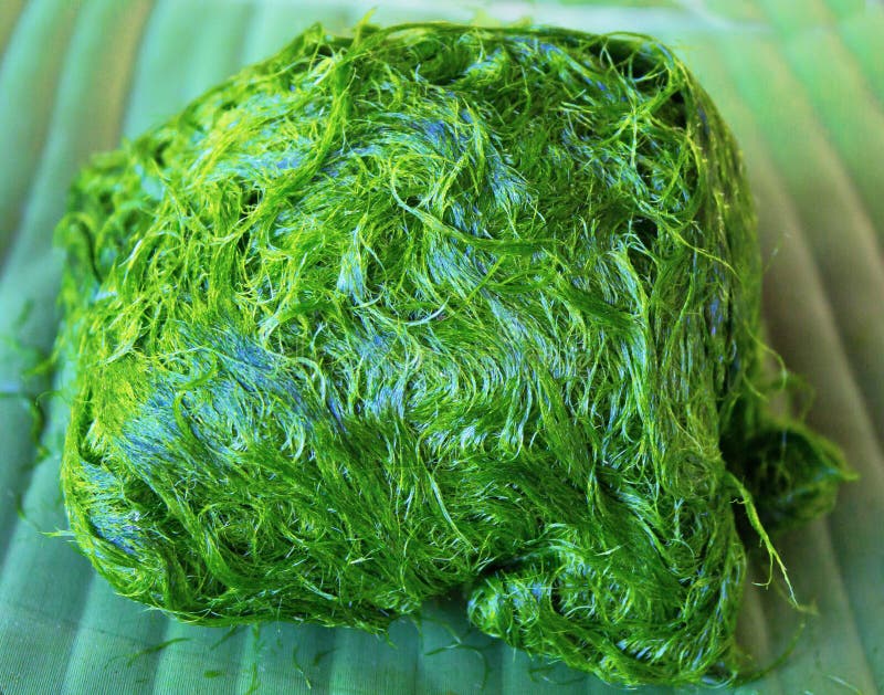 Freshwater Algae stock photo. Image of lake, bubble, color - 51172906