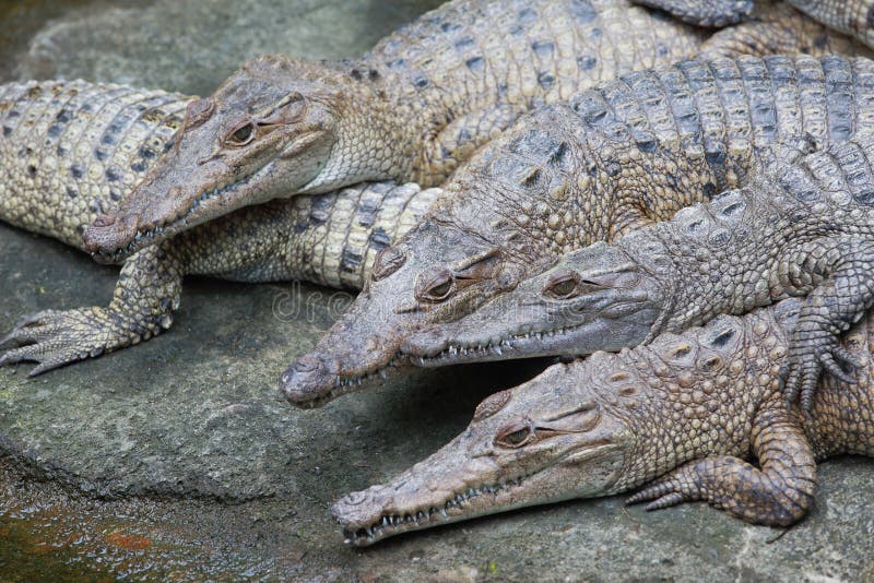 A Group of Freshwater Aligator Head Stock Image - Image of four, nile ...