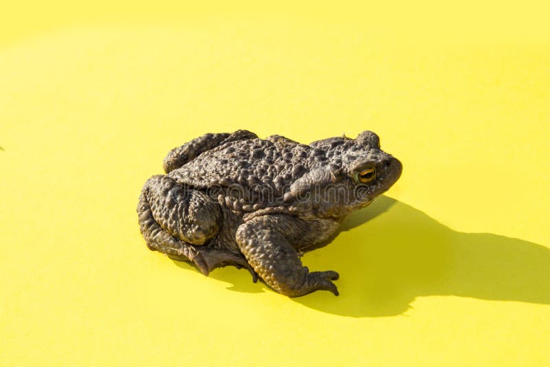 A Freshwater Animal of the Amphibian Type. Large Common Water Toad on a ...