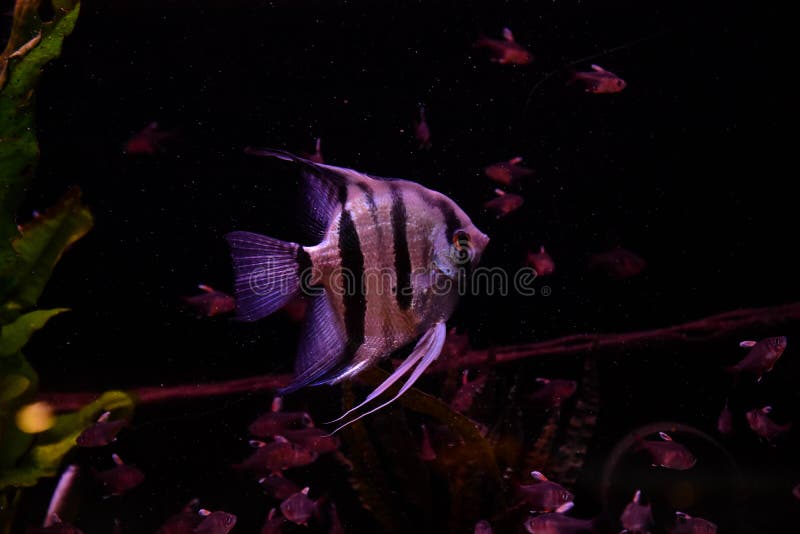 Freshwater Aquarium Fish, Angelfish from Amazon River Stock Image ...