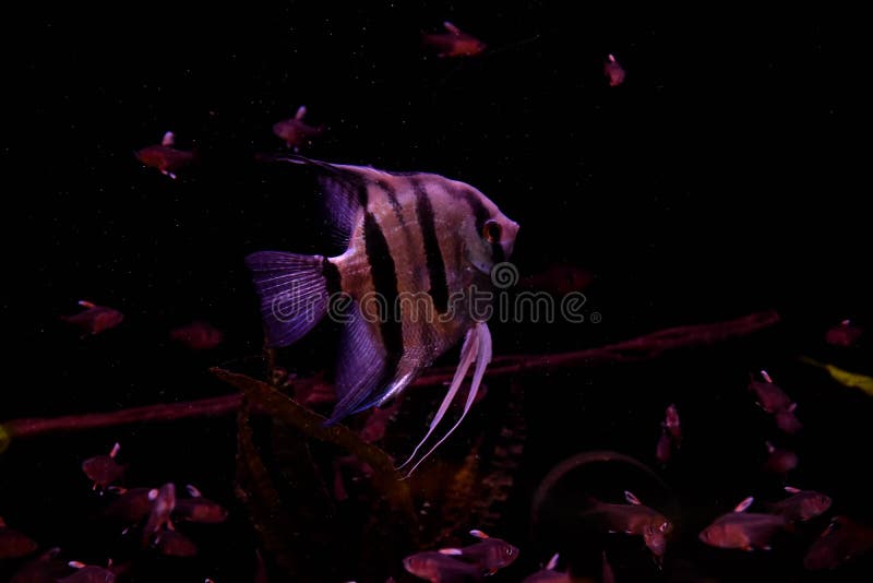 Freshwater Aquarium Fish, Angelfish from Amazon River Stock Photo ...