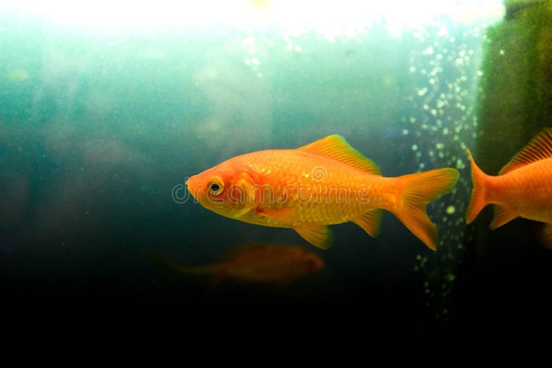 Freshwater Aquarium Fish, Goldfish from Asia in Aquarium, Carassius ... Freshwater Aquarium Fish, Goldfish from Asia in Aquarium, Carassius ...