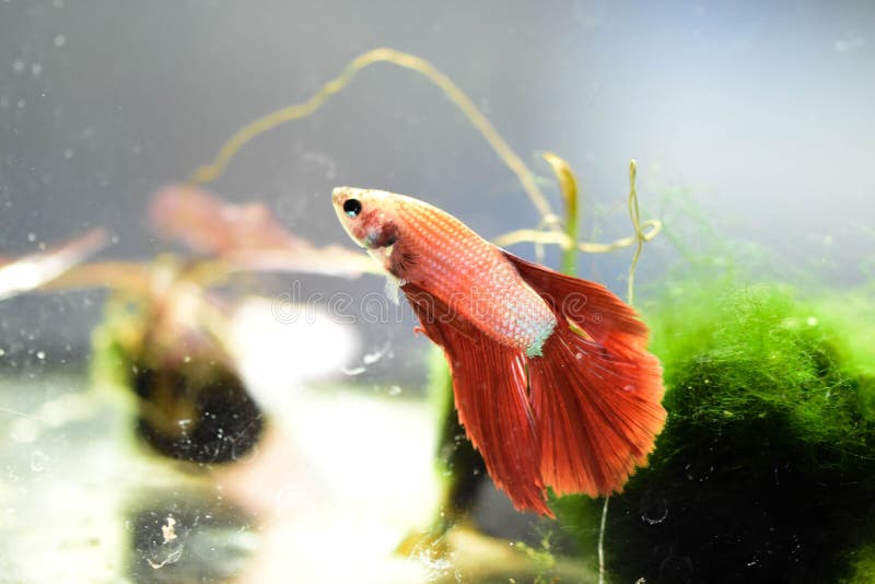 Freshwater Aquarium Fish, the Siamese Fighting Fish from Asia Betta ...